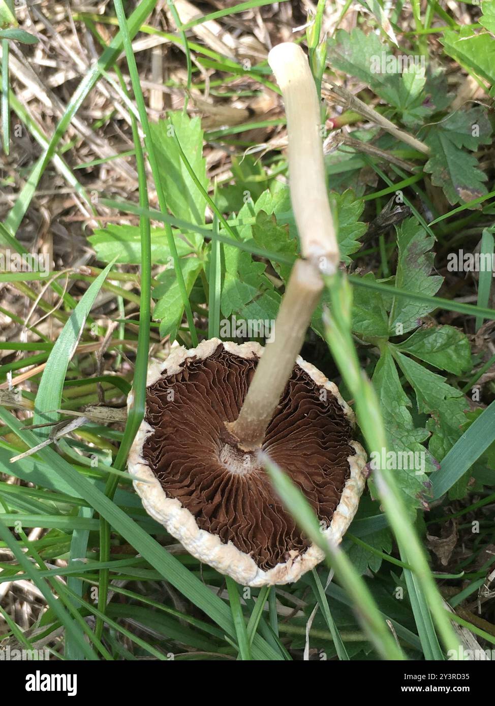 Common Fieldcap (Agrocybe pediades) Fungi Stock Photo - Alamy
