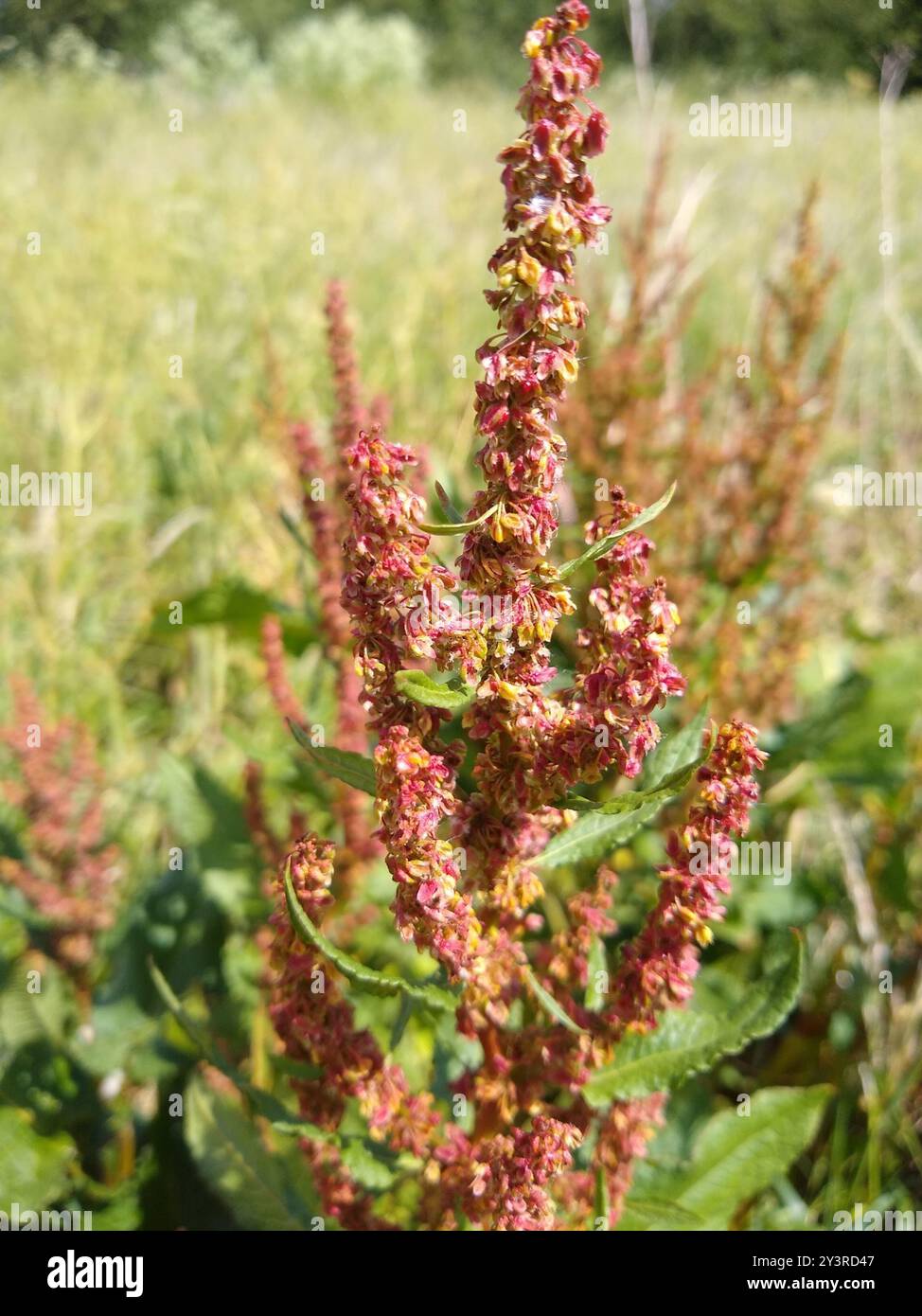 broad-leaved dock (Rumex obtusifolius) Plantae Stock Photo - Alamy