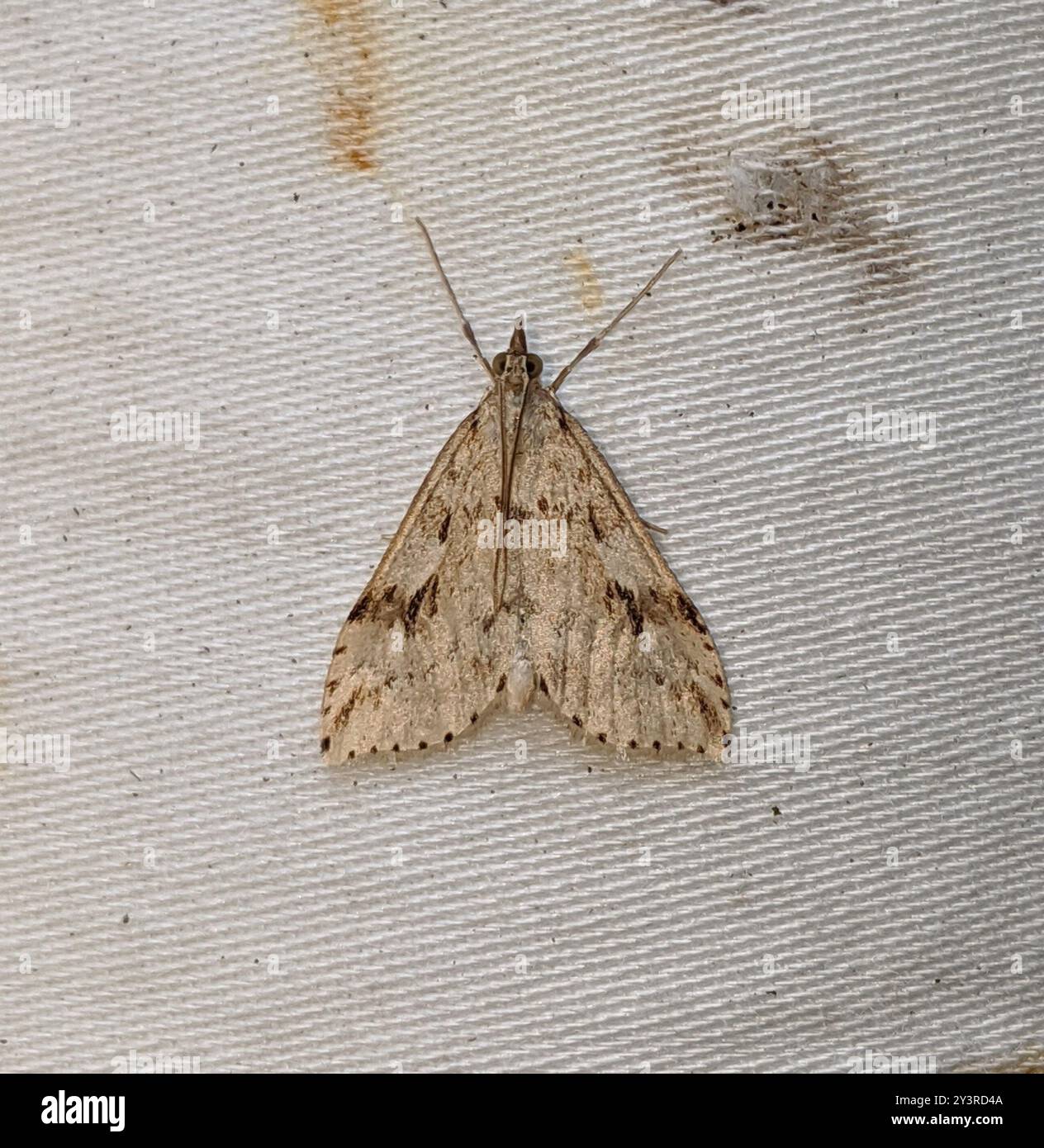 Washington Udea Moth (Udea washingtonalis) Insecta Stock Photo - Alamy