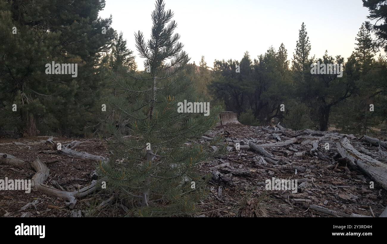 singleleaf pinyon (Pinus monophylla) Plantae Stock Photo - Alamy