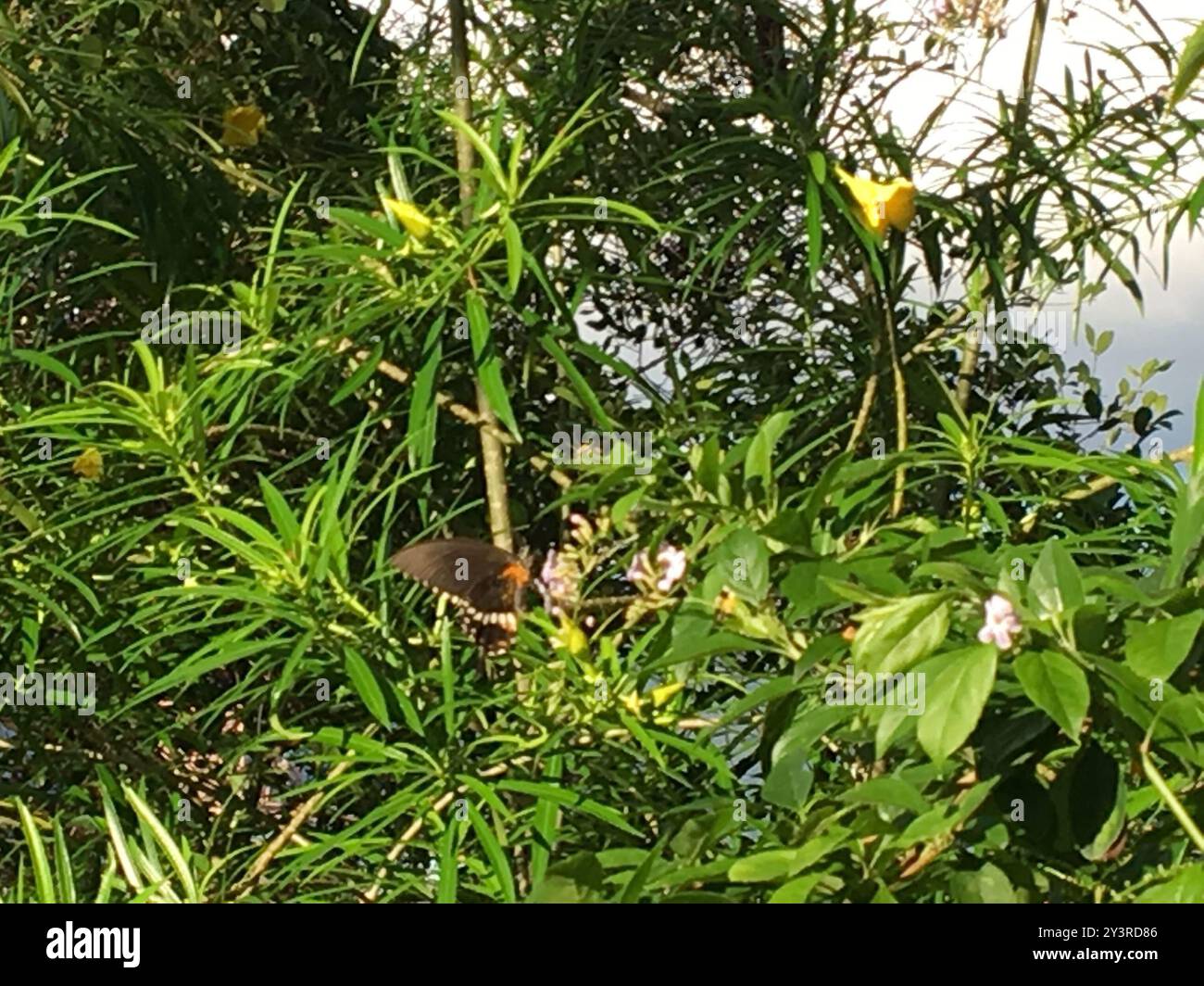 Common Mormon Swallowtail (Papilio polytes) Insecta Stock Photo - Alamy