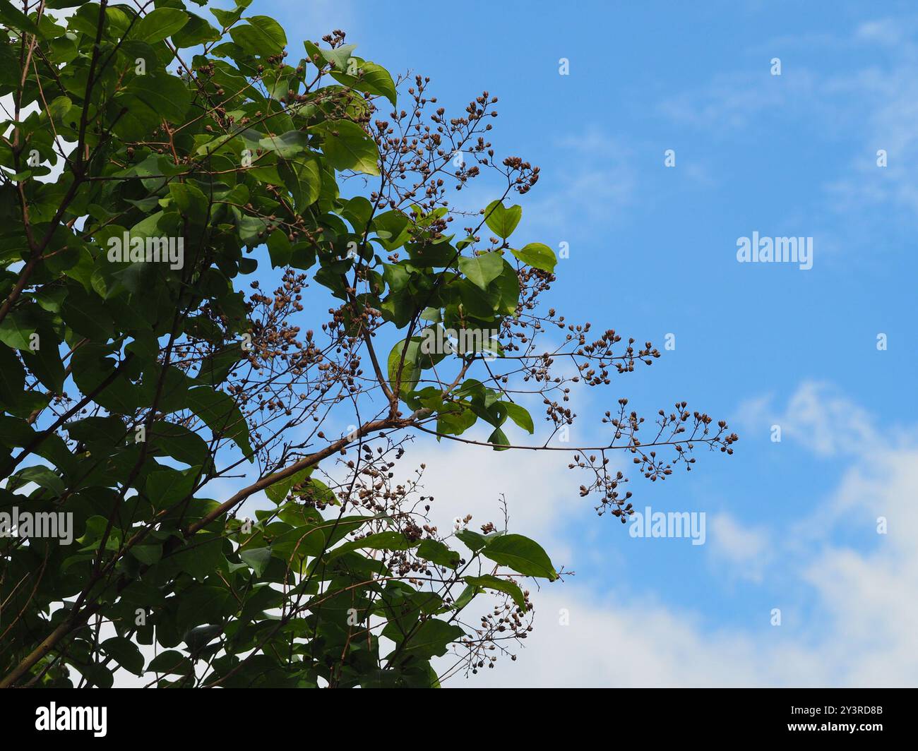 Subcostate Crape Myrtle (Lagerstroemia subcostata) Plantae Stock Photo ...