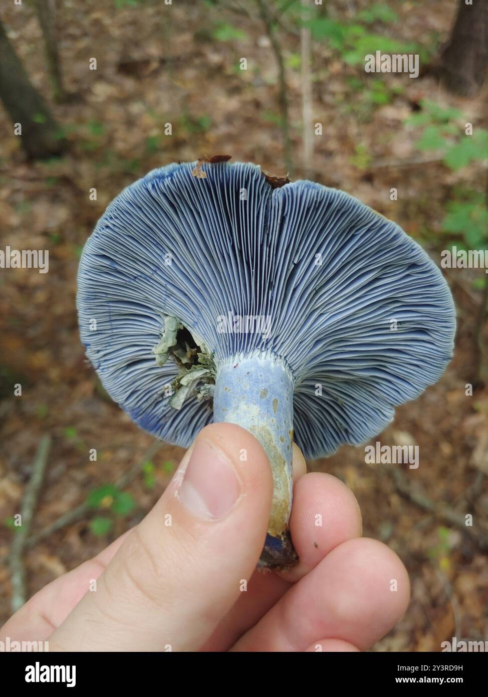 indigo milk cap (Lactarius indigo) Fungi Stock Photo - Alamy