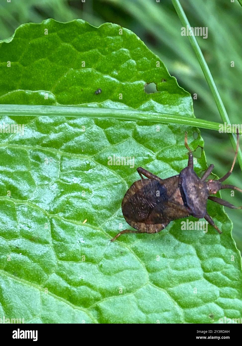 Dock Bug (Coreus marginatus) Insecta Stock Photo - Alamy
