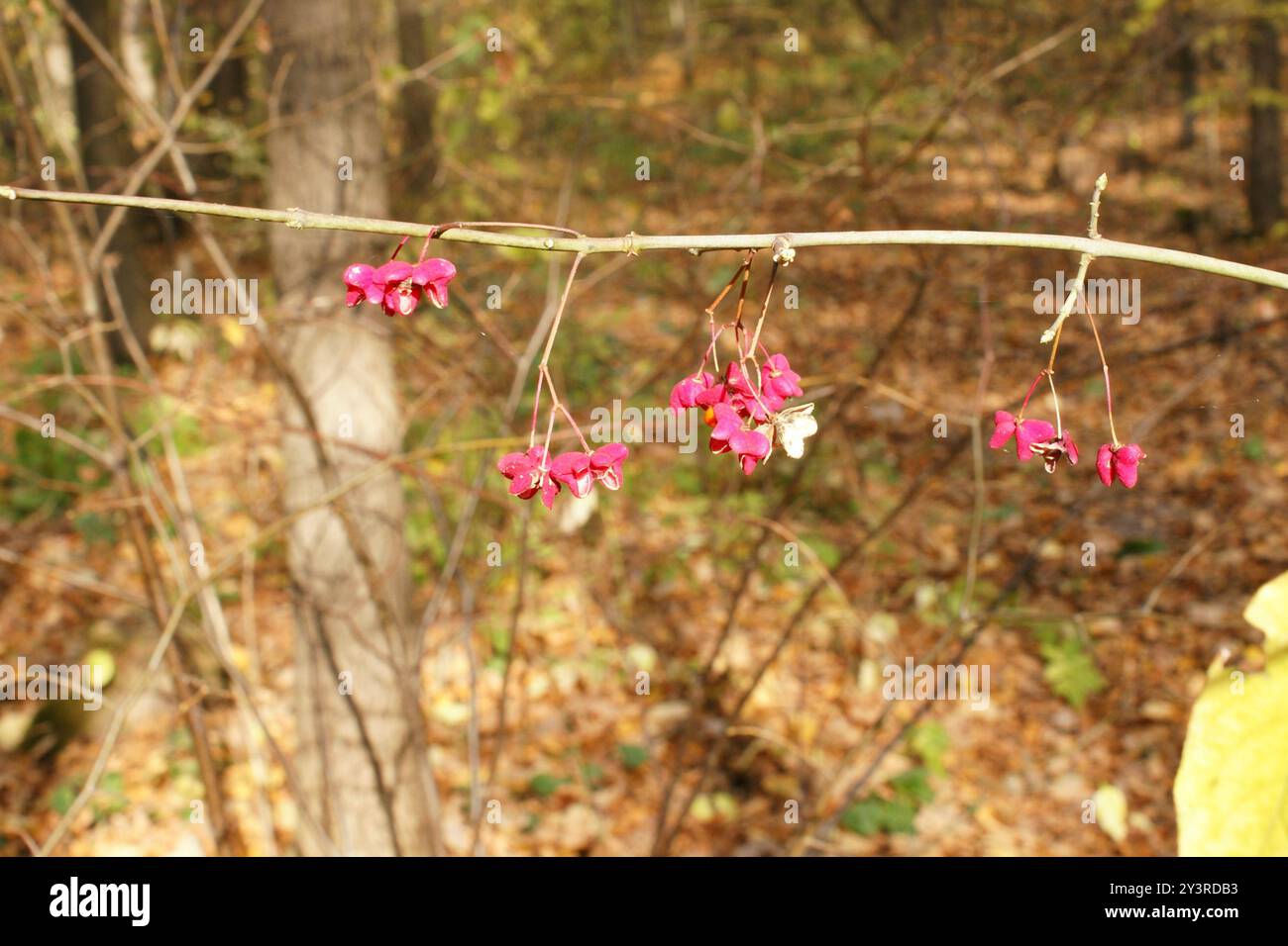 Warty-barked Spindle (Euonymus verrucosus) Plantae Stock Photo - Alamy