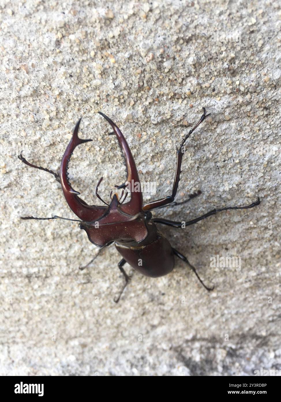 Giant Stag Beetle (Lucanus elaphus) Insecta Stock Photo - Alamy