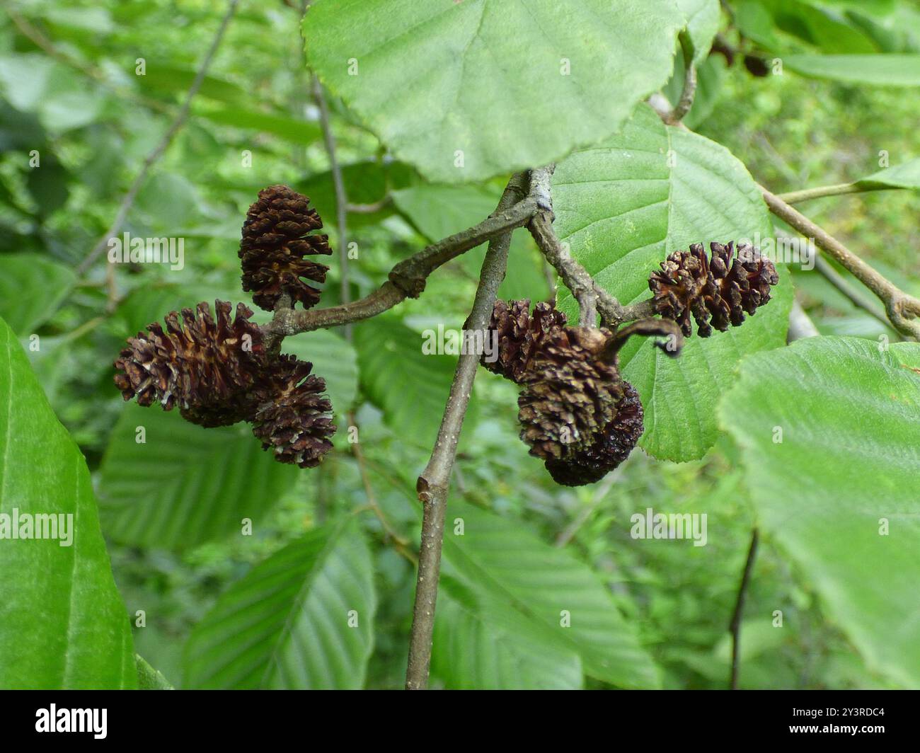 smooth alder (Alnus serrulata) Plantae Stock Photo - Alamy