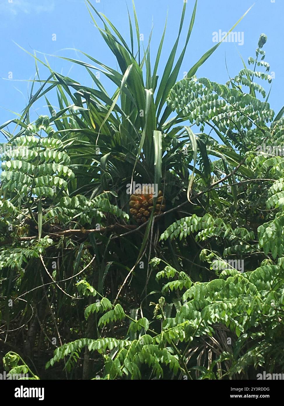 thatch screwpine (Pandanus tectorius) Plantae Stock Photo - Alamy