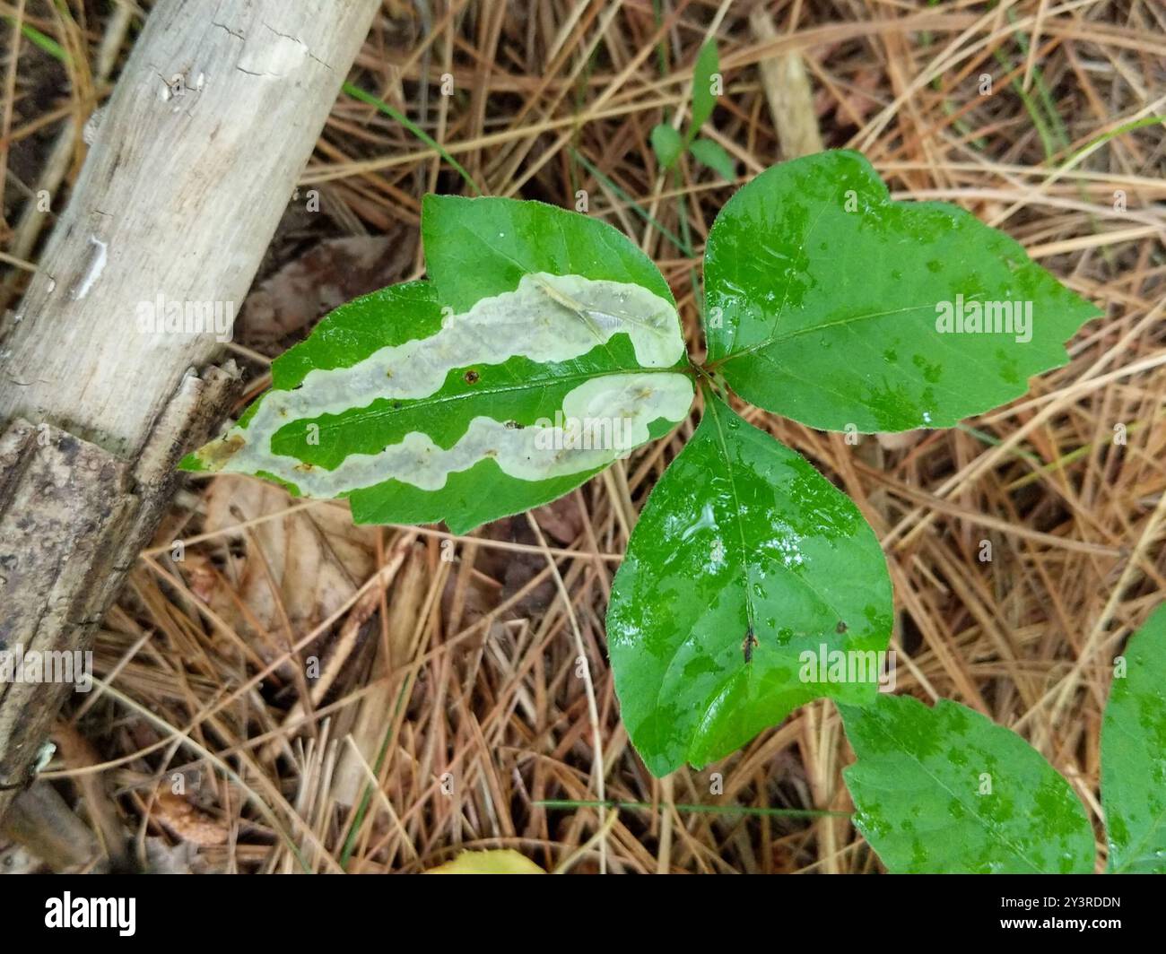 Poison Ivy Leaf-miner Moth (Cameraria guttifinitella) Insecta Stock ...