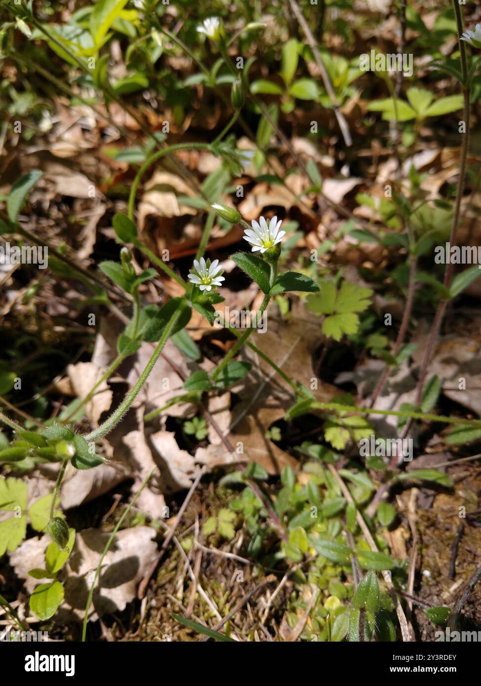 Common mouse-ear chickweed (Cerastium fontanum) Plantae Stock Photo - Alamy