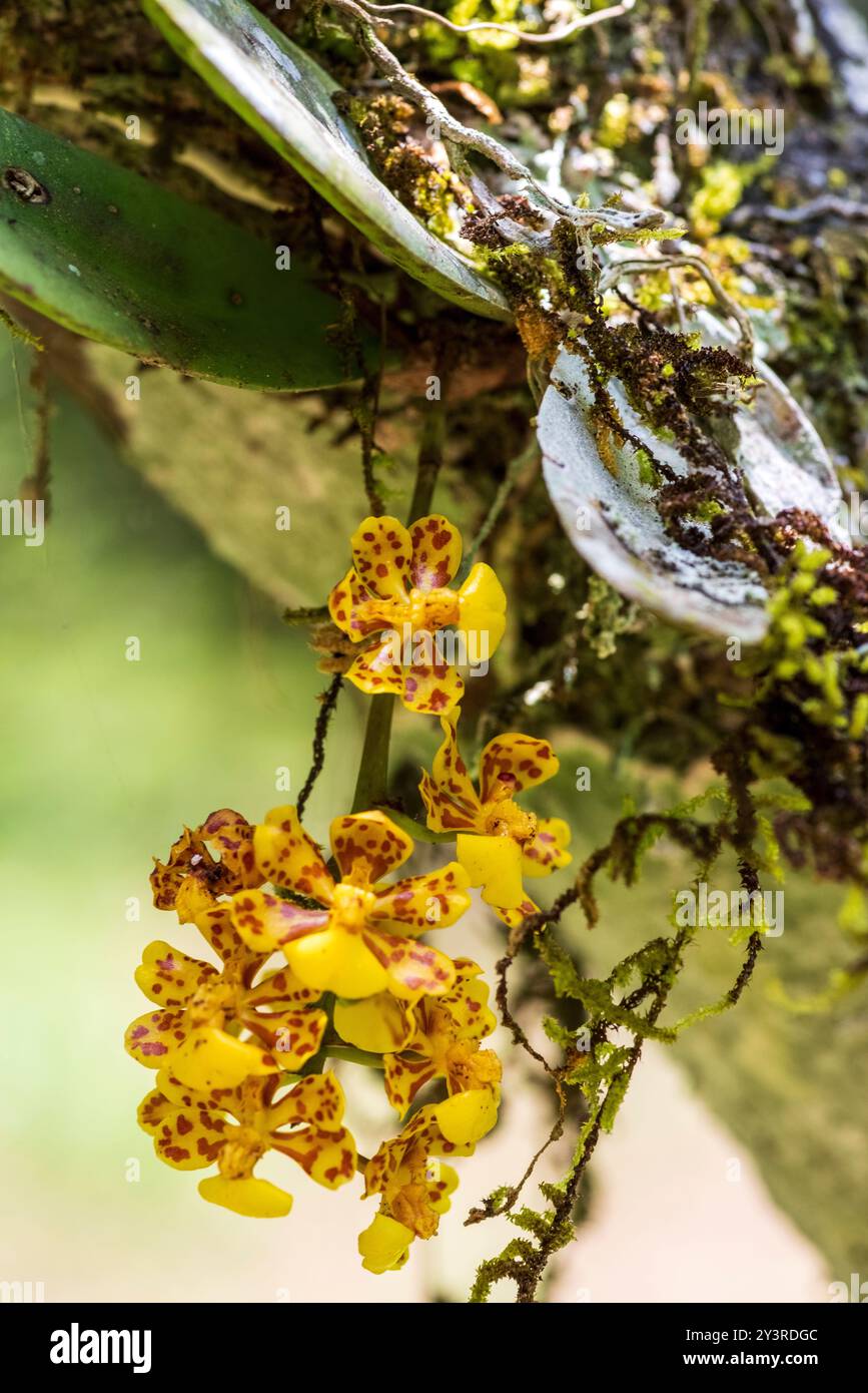 Oncidium orchid in bloom Stock Photo - Alamy
