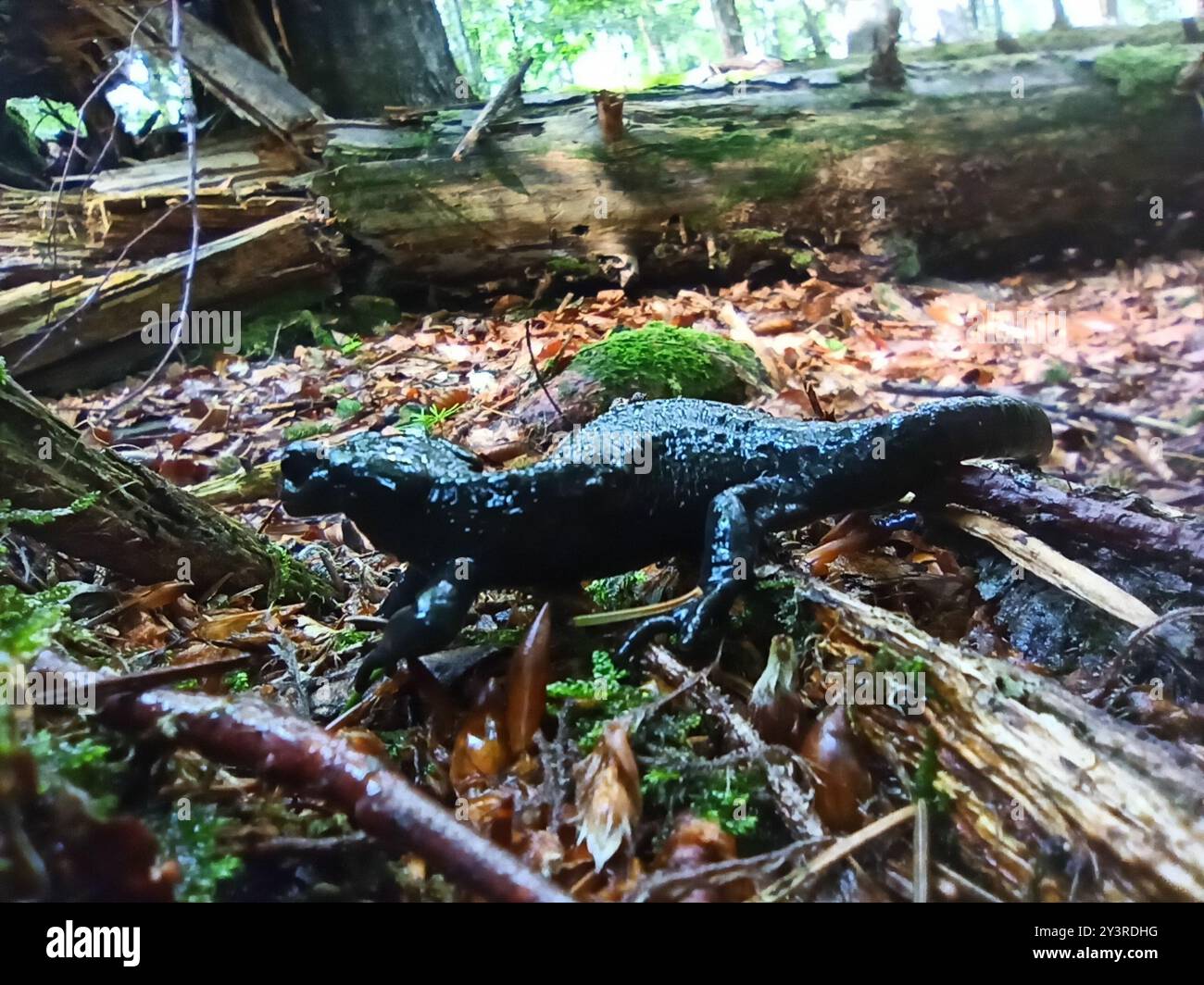 Alpine Salamander (Salamandra atra) Amphibia Stock Photo - Alamy