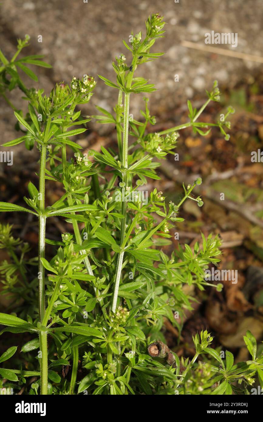 catchweed bedstraw (Galium aparine) Plantae Stock Photo - Alamy