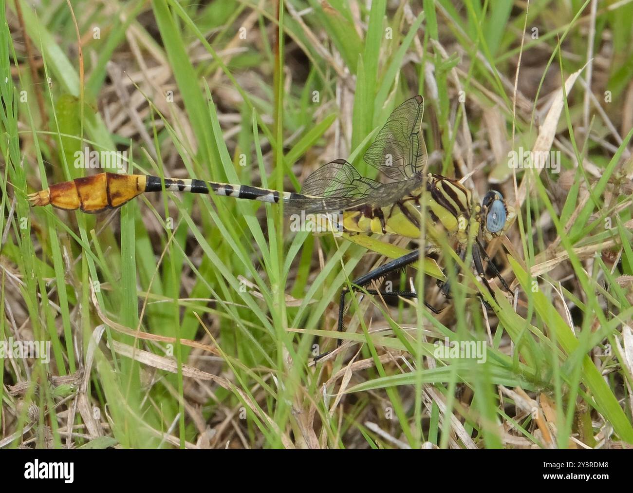 Flag-tailed Spinyleg (Dromogomphus spoliatus) Insecta Stock Photo - Alamy