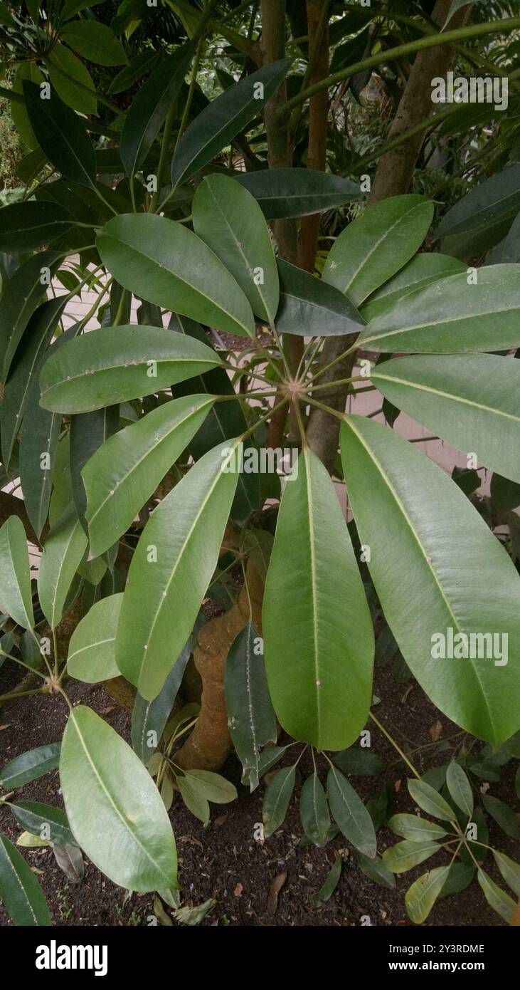 Wax Scales (Ceroplastes) Insecta Stock Photo - Alamy
