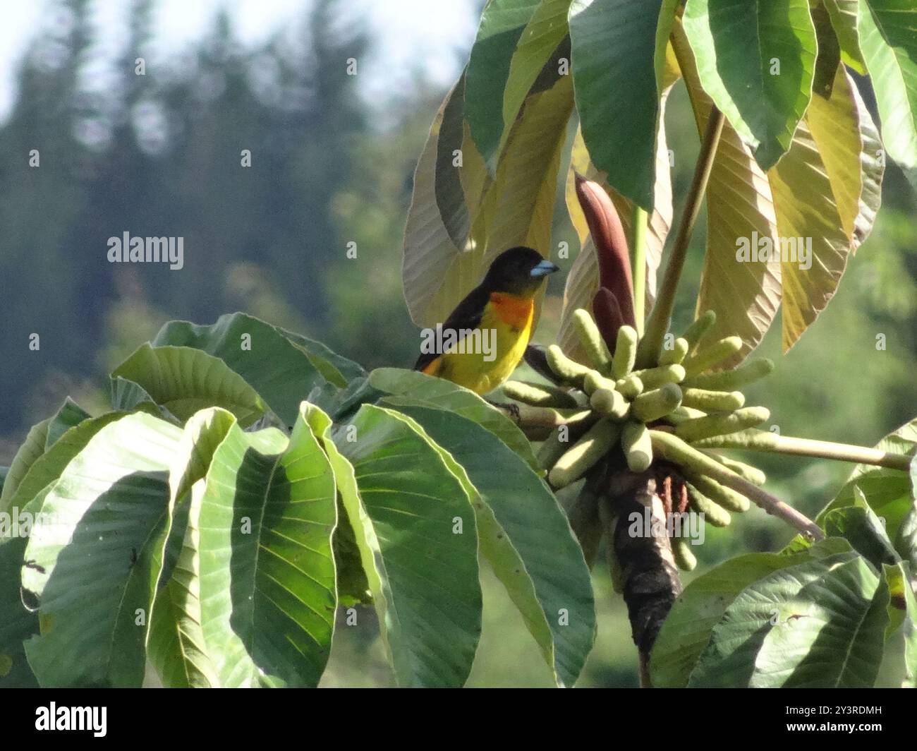 (Ramphocelus flammigerus flammigerus) Aves Stock Photo - Alamy