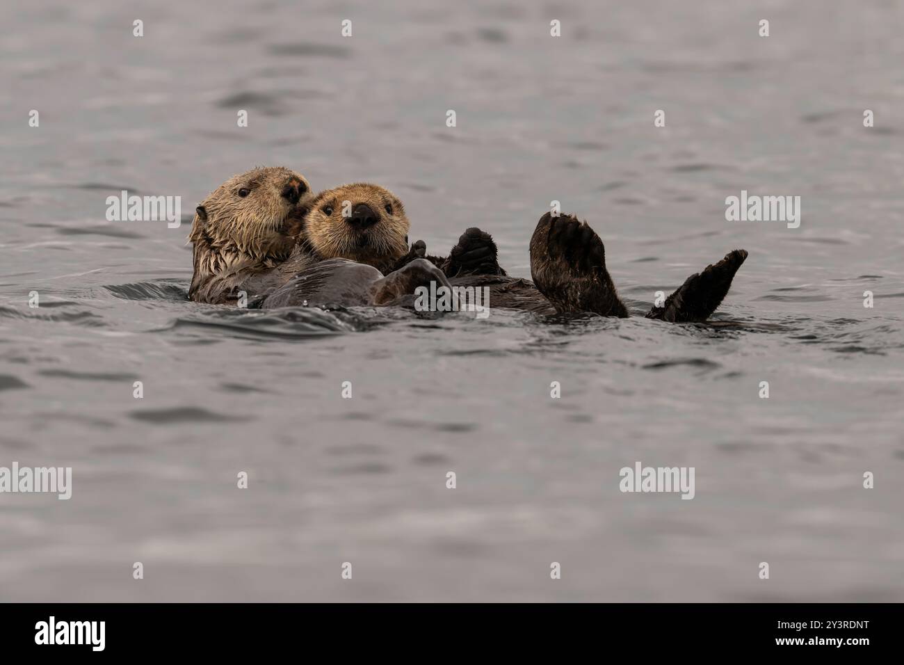 Mother and pup sea otter family in Seldovia, Kachemak Bay, Alaska Stock ...