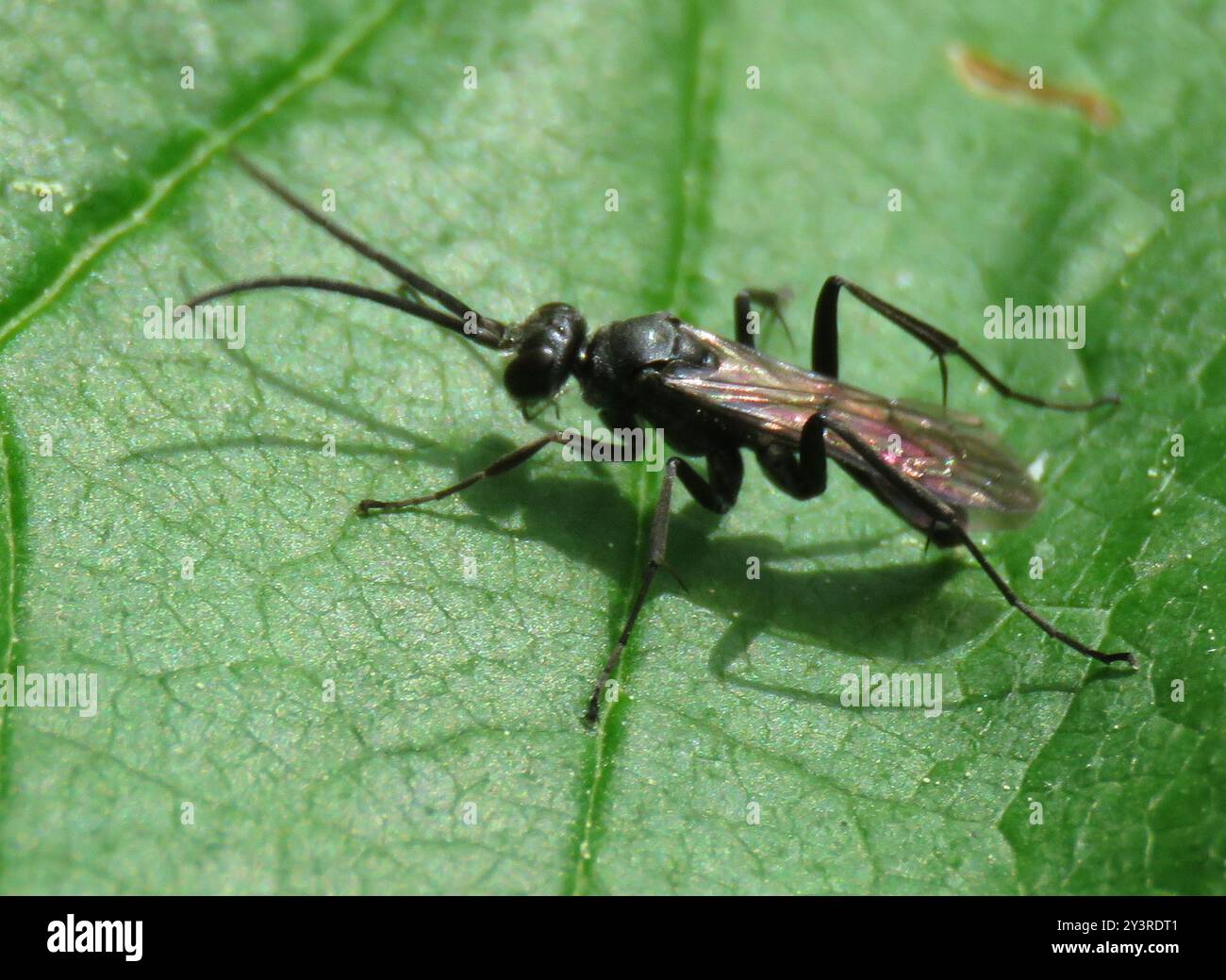 Spider Wasps (Pompilidae) Insecta Stock Photo - Alamy
