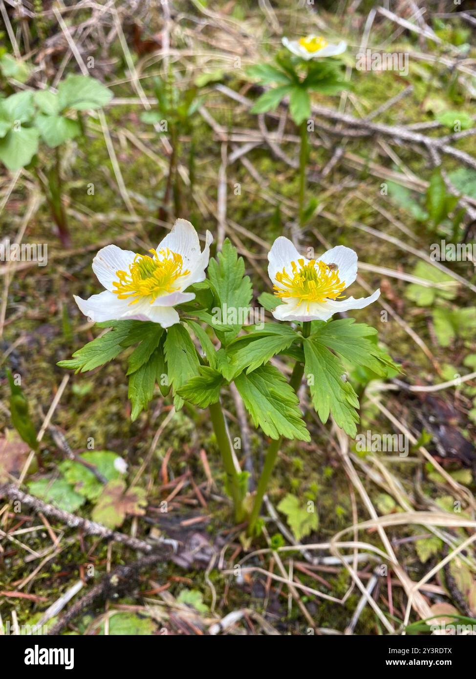 White Globeflower (Trollius albiflorus) Plantae Stock Photo - Alamy