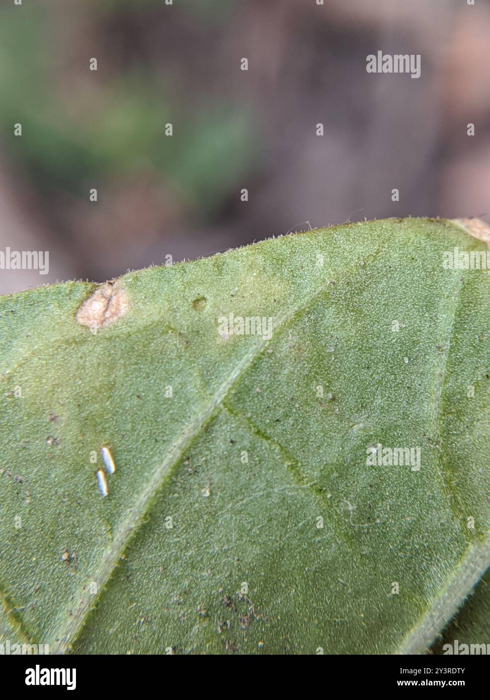 Spinach Leafminer (Pegomya hyoscyami) Insecta Stock Photo - Alamy