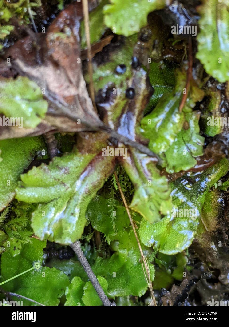 (Marchantia polymorpha polymorpha) Plantae Stock Photo - Alamy