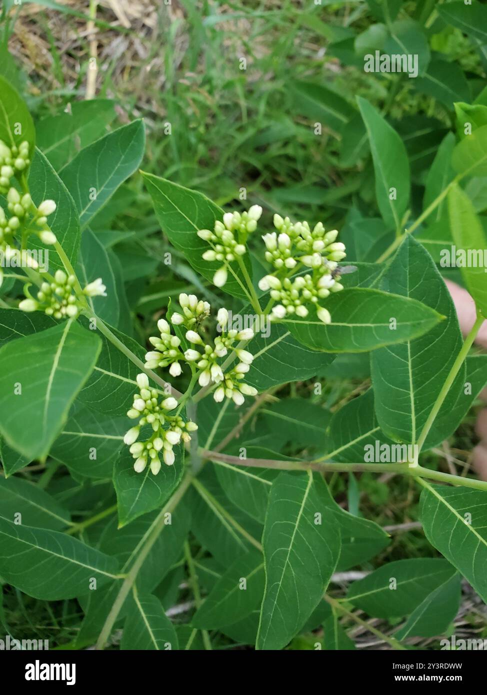 hemp dogbane (Apocynum cannabinum) Plantae Stock Photo - Alamy