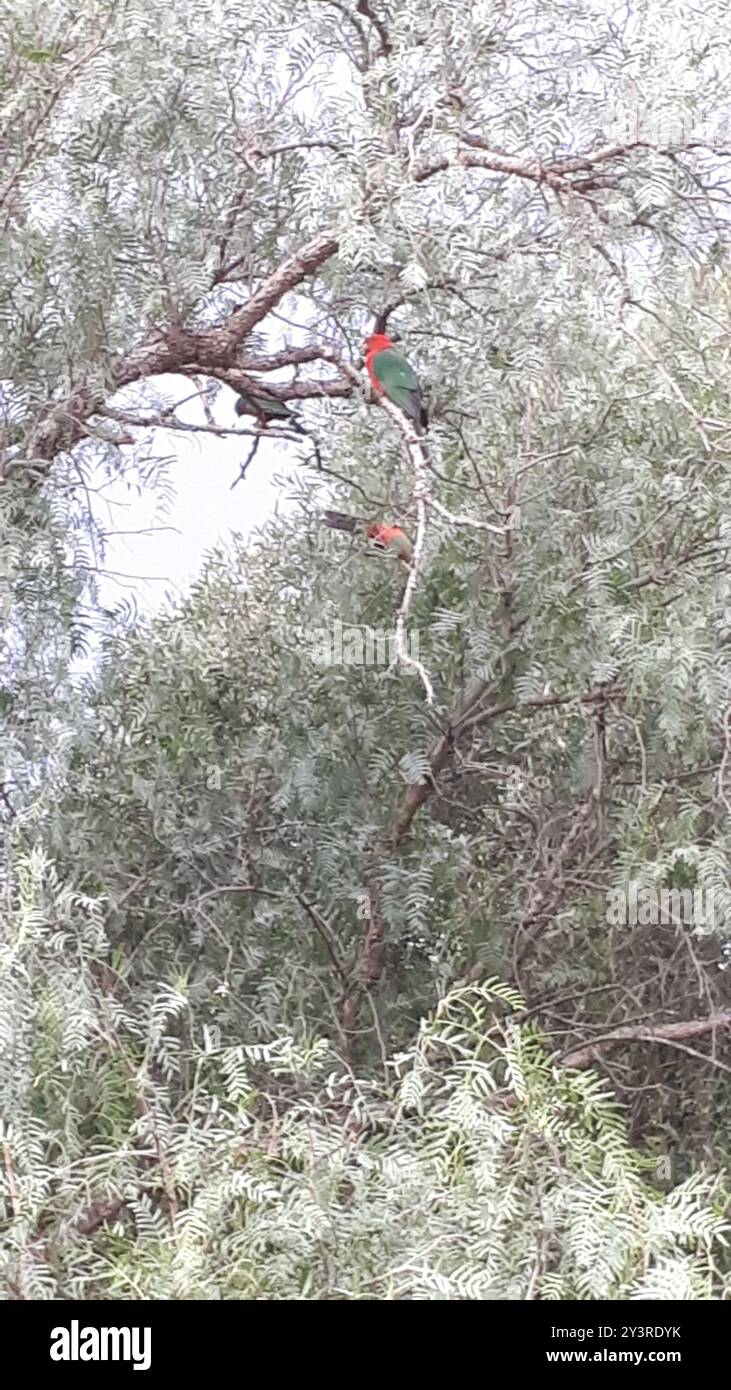 Australian King Parrot (Alisterus scapularis) Aves Stock Photo - Alamy
