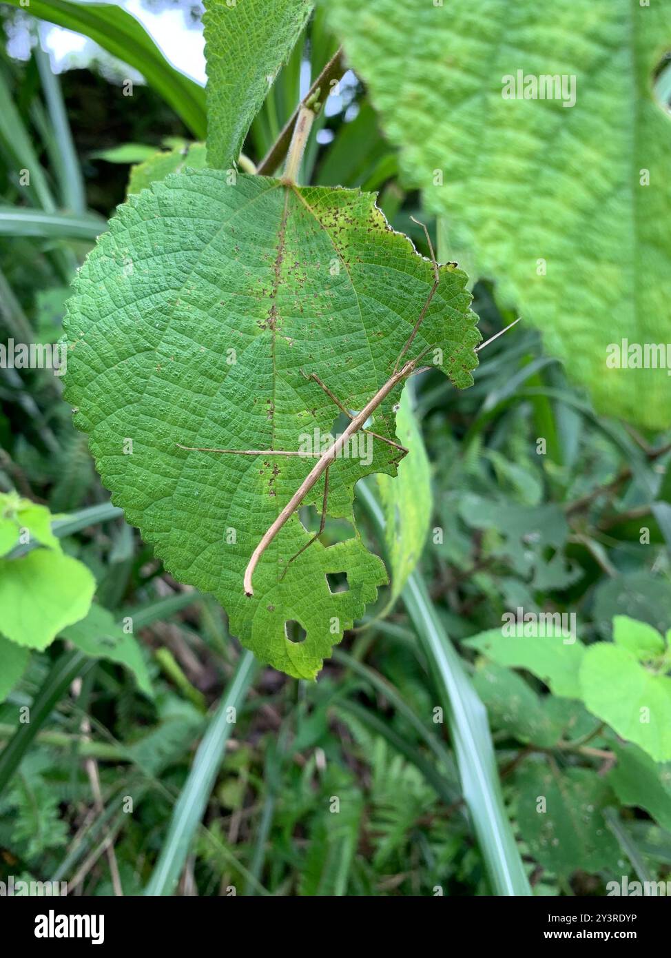 branchlet stick-insects (Ramulus) Insecta Stock Photo - Alamy