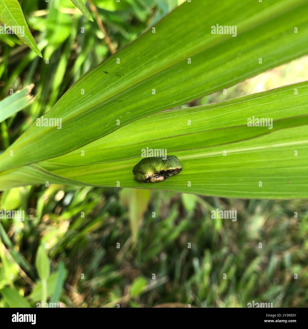 Cope's Gray Treefrog (Hyla chrysoscelis) Amphibia Stock Photo - Alamy