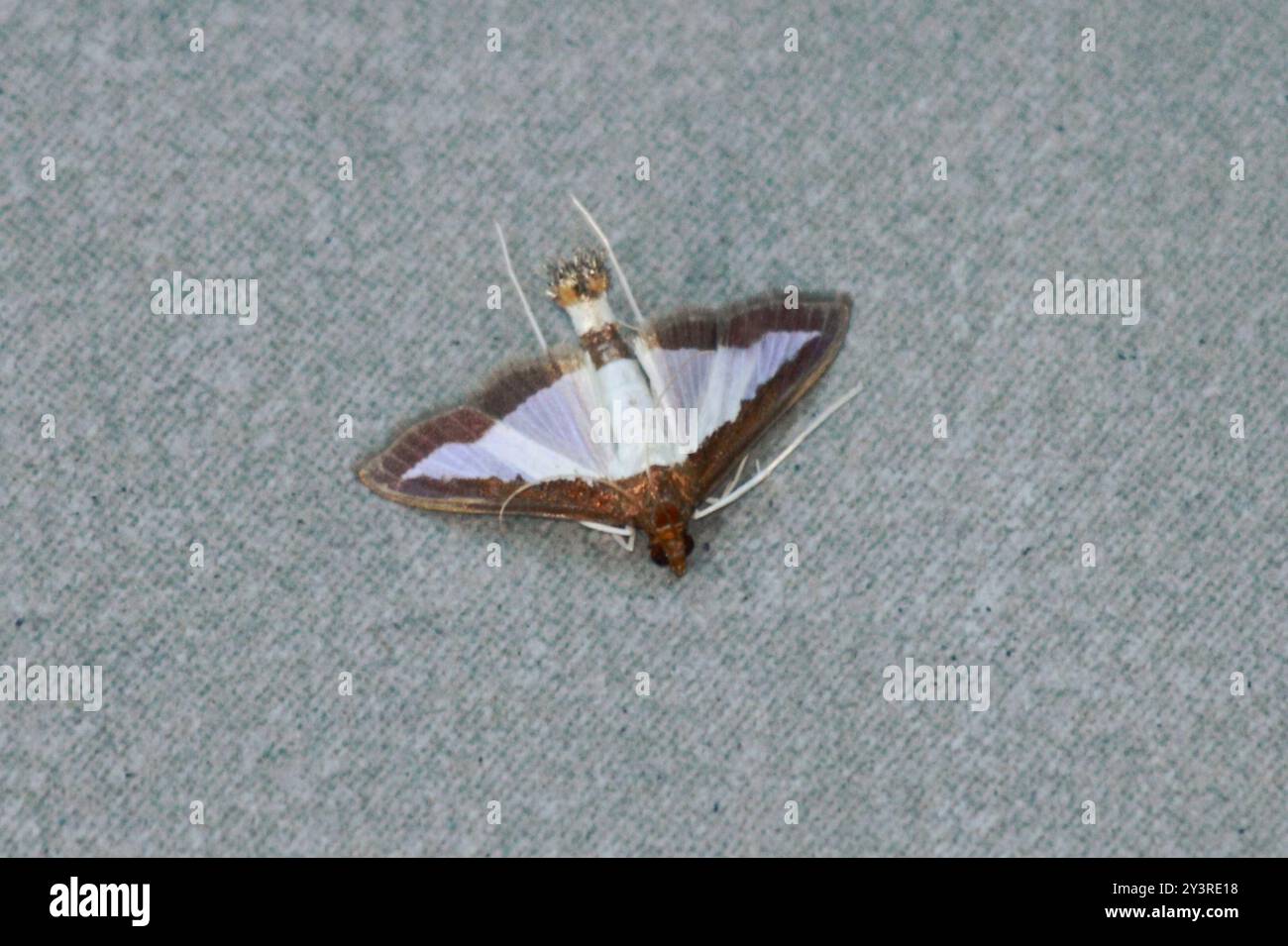 Cucumber Moth (Diaphania indica) Insecta Stock Photo - Alamy