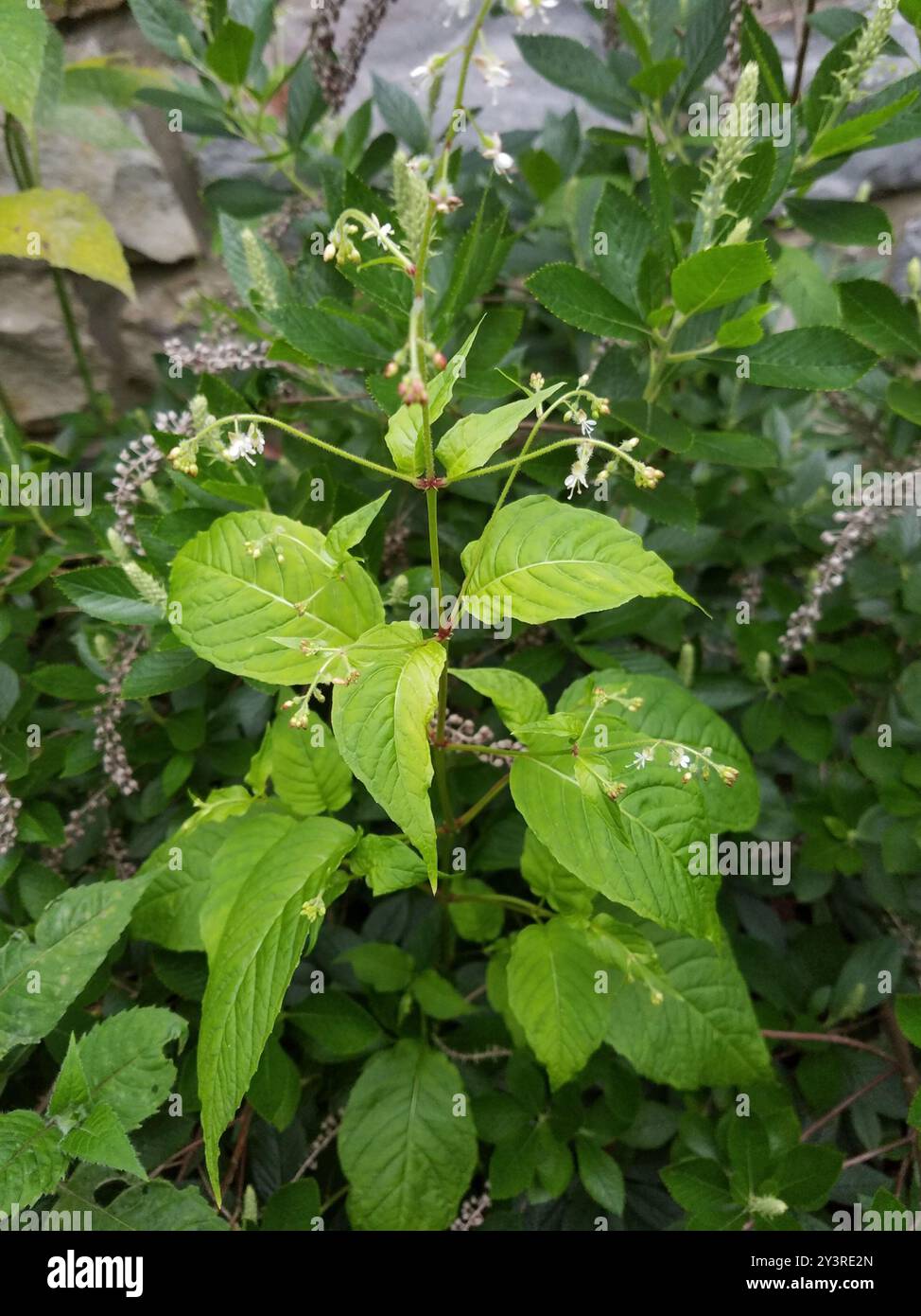 broadleaf enchanter's nightshade (Circaea canadensis) Plantae Stock ...