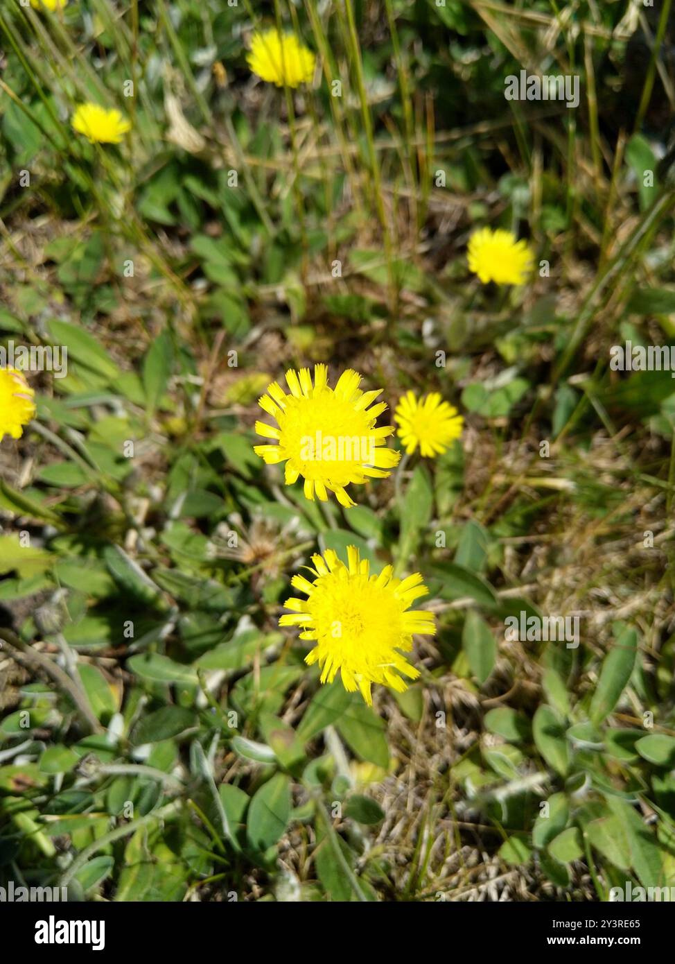 mouse-eared hawkweed (Pilosella officinarum) Plantae Stock Photo - Alamy