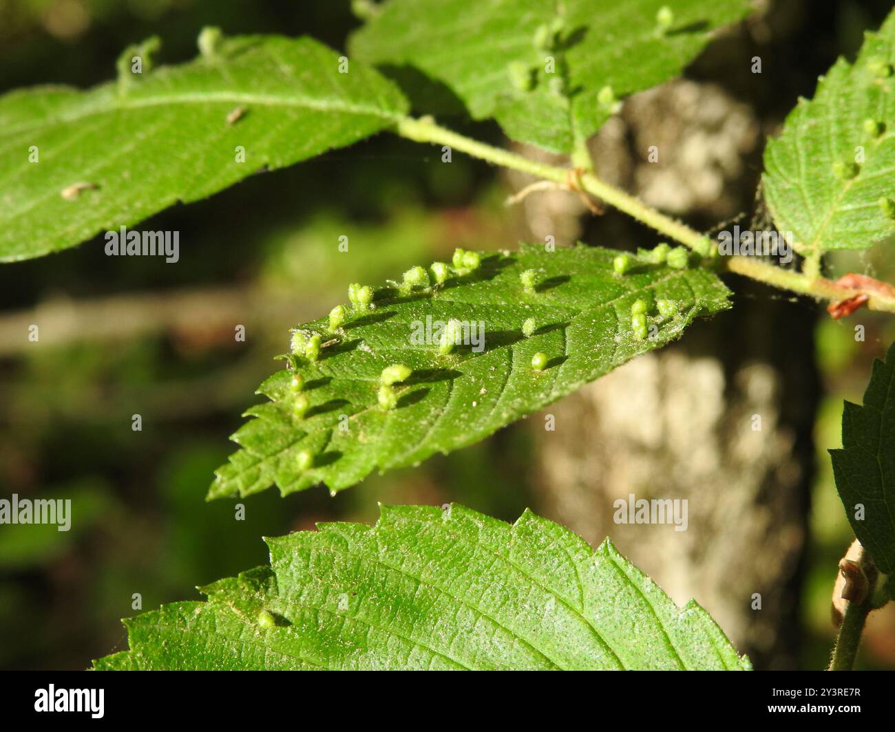 Elm Finger Gall Mite (Aceria parulmi) Arachnida Stock Photo - Alamy