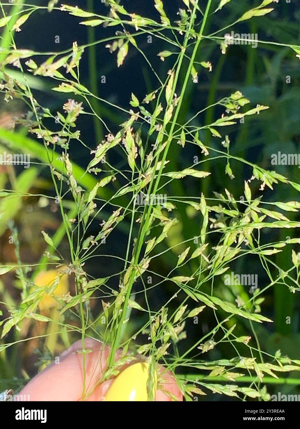 Swamp Meadow-grass (Poa palustris) Plantae Stock Photo - Alamy