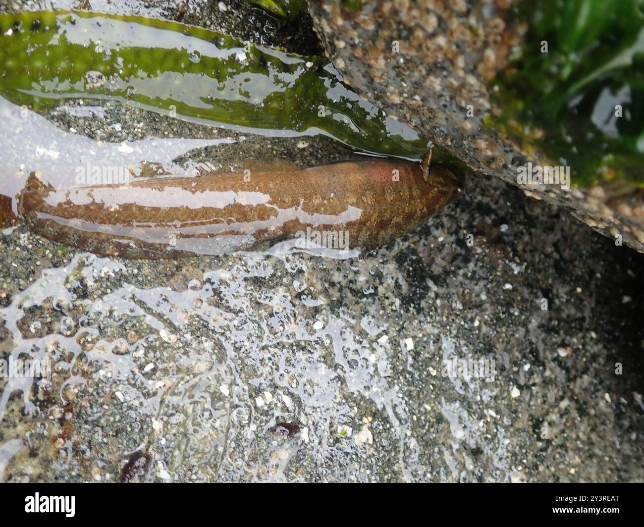 High Cockscomb (Anoplarchus purpurescens) Actinopterygii Stock Photo ...