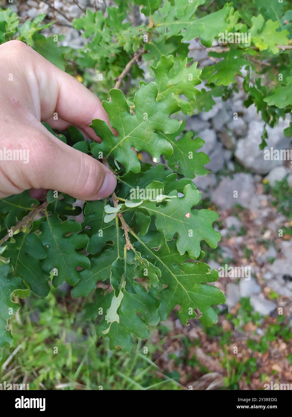 downy oak (Quercus pubescens) Plantae Stock Photo - Alamy