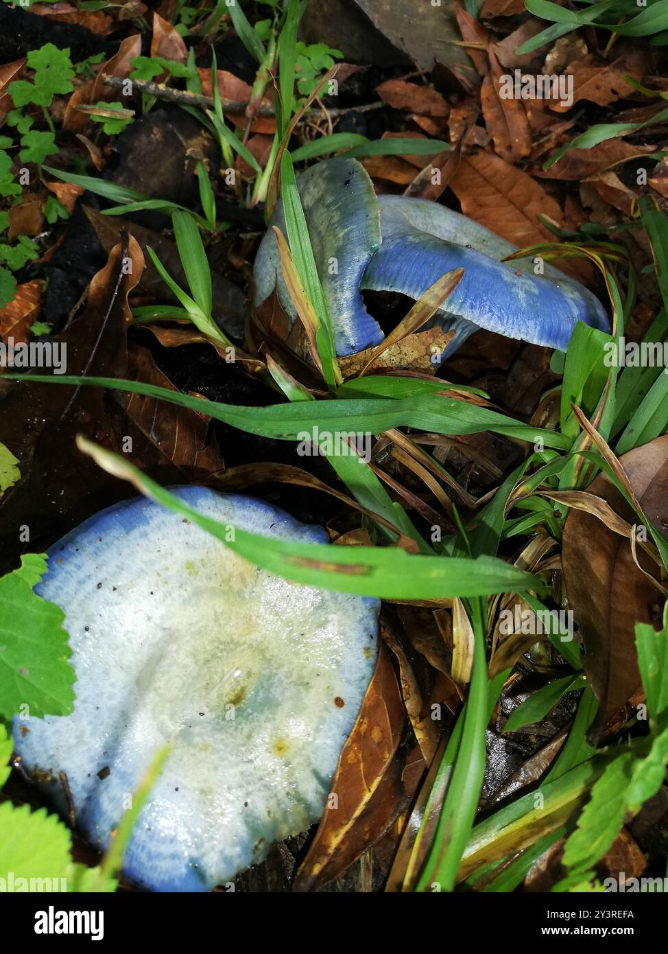 indigo milk cap (Lactarius indigo) Fungi Stock Photo - Alamy
