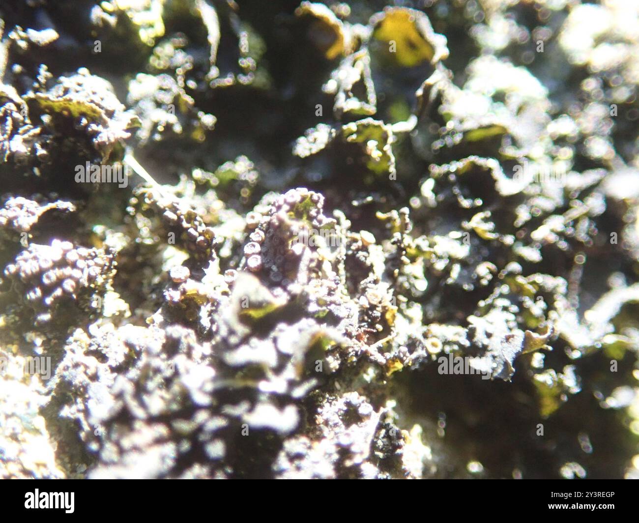 (Blennothallia fecunda) Fungi Stock Photo - Alamy