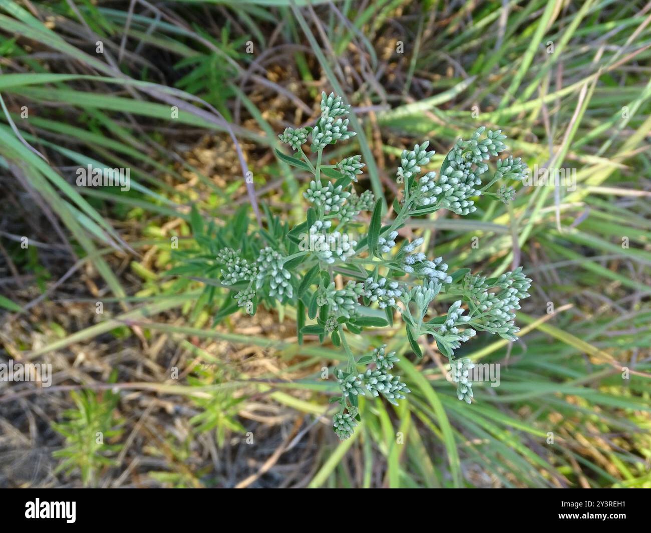 vascular plants (Tracheophyta) Plantae Stock Photo - Alamy