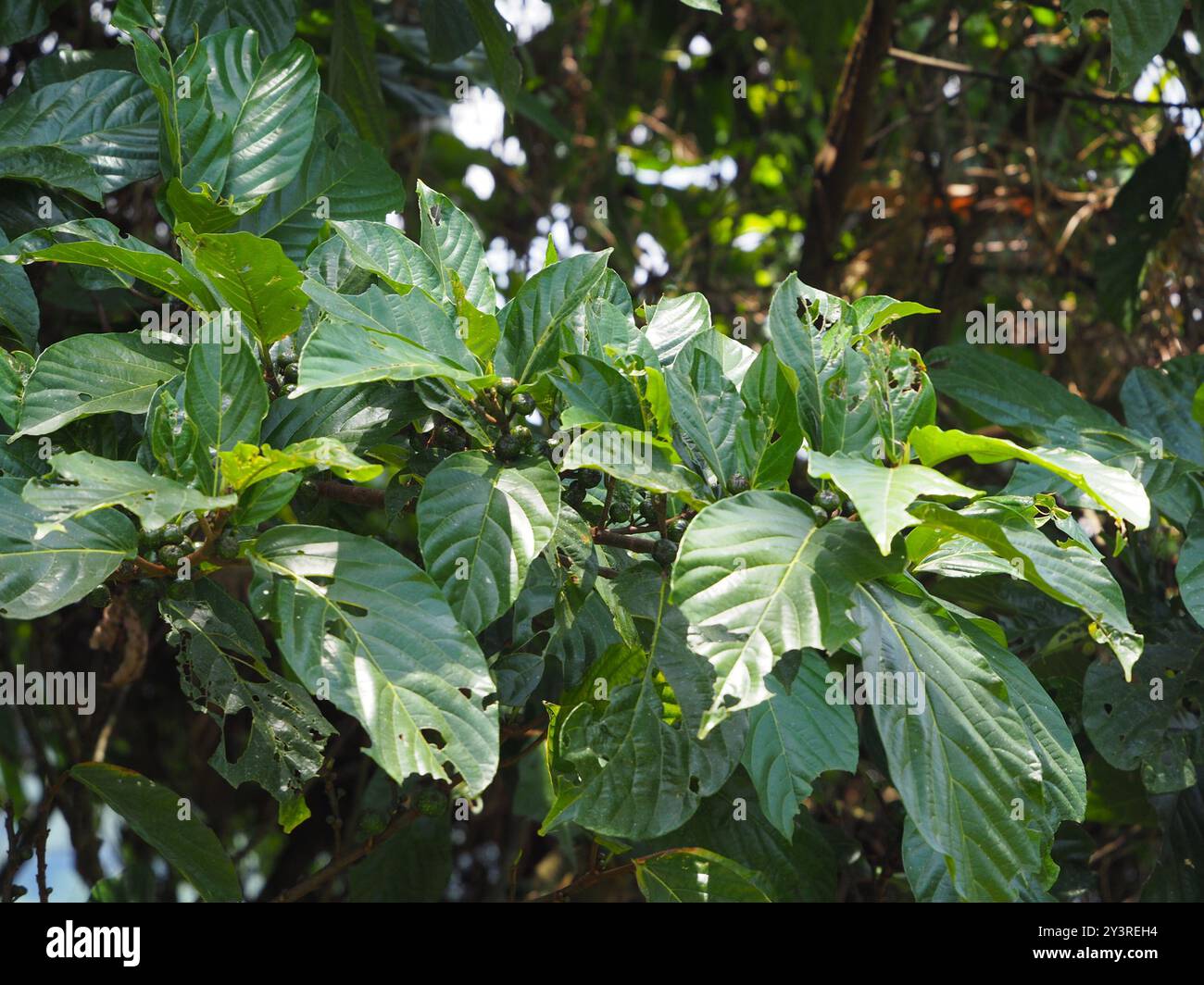 Milk Tree (Ficus benguetensis) Plantae Stock Photo - Alamy