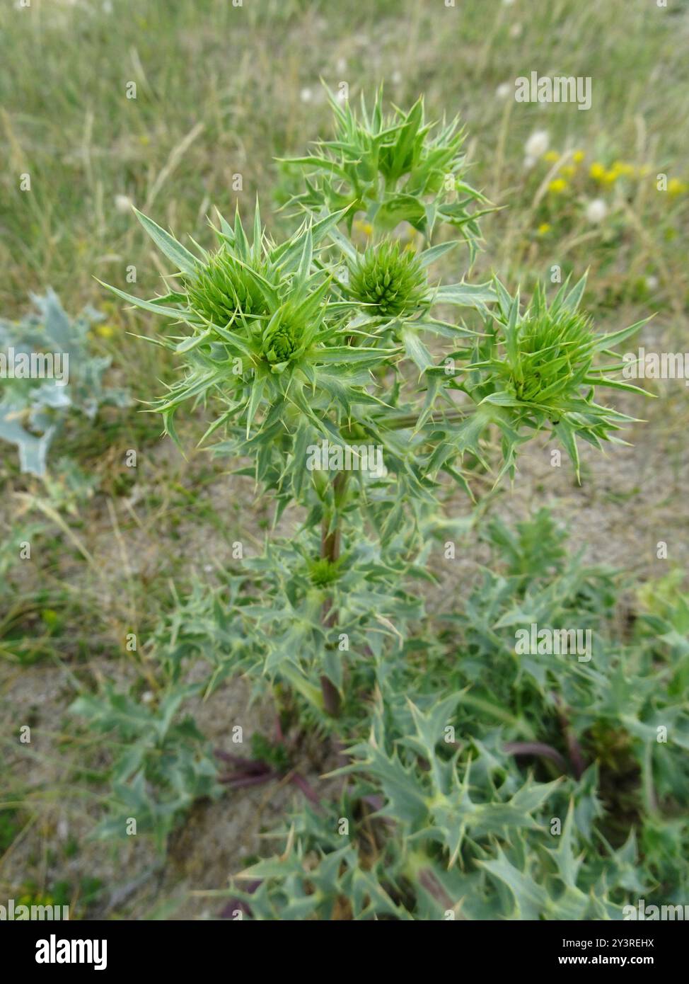 Field Eryngo (Eryngium campestre) Plantae Stock Photo - Alamy