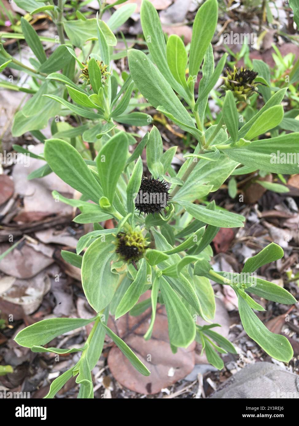 sea ox-eye (Borrichia frutescens) Plantae Stock Photo - Alamy