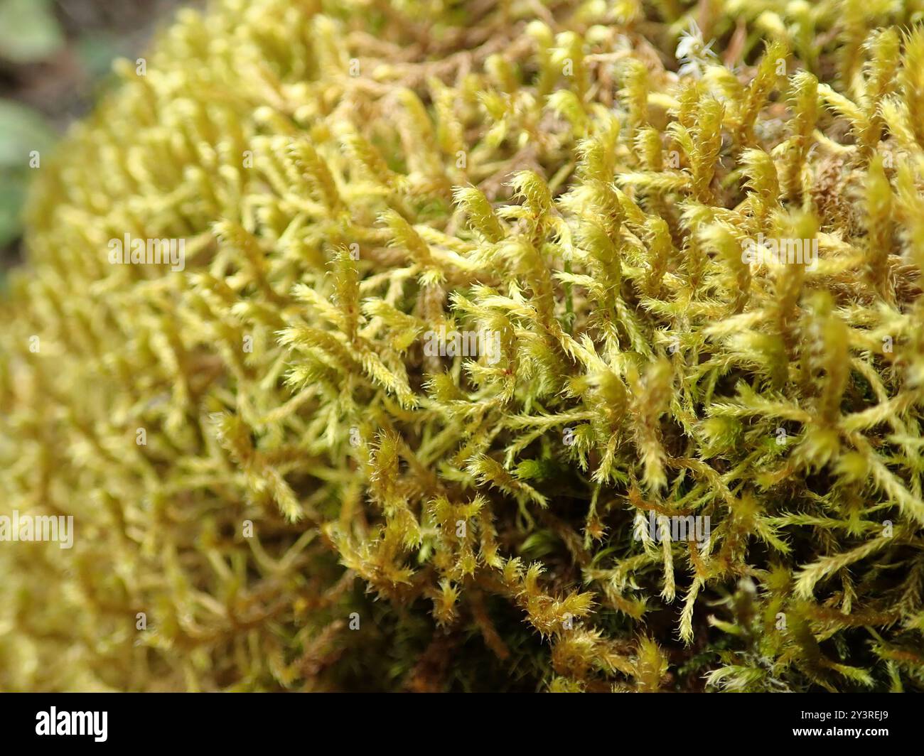 Pendulous Wing-moss (Antitrichia curtipendula) Plantae Stock Photo - Alamy