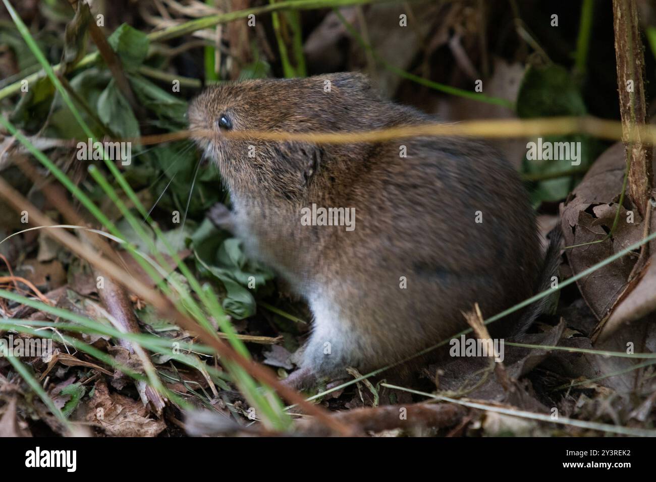 Voles, Lemmings, and Muskrats (Arvicolinae) Mammalia Stock Photo - Alamy