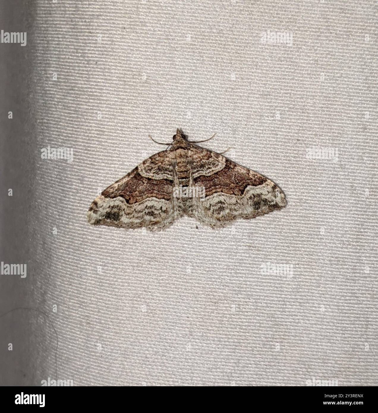 (Xanthorhoe defensaria) Insecta Stock Photo - Alamy