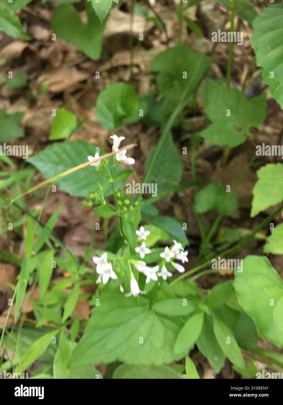 summer bluet (Houstonia purpurea) Plantae Stock Photo - Alamy