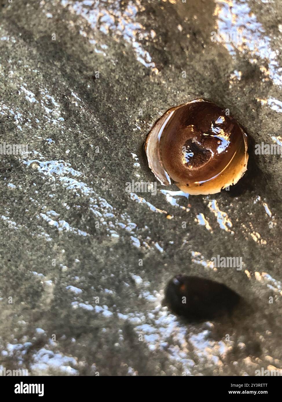 Scale-sided Piddock (Parapholas californica) Mollusca Stock Photo - Alamy