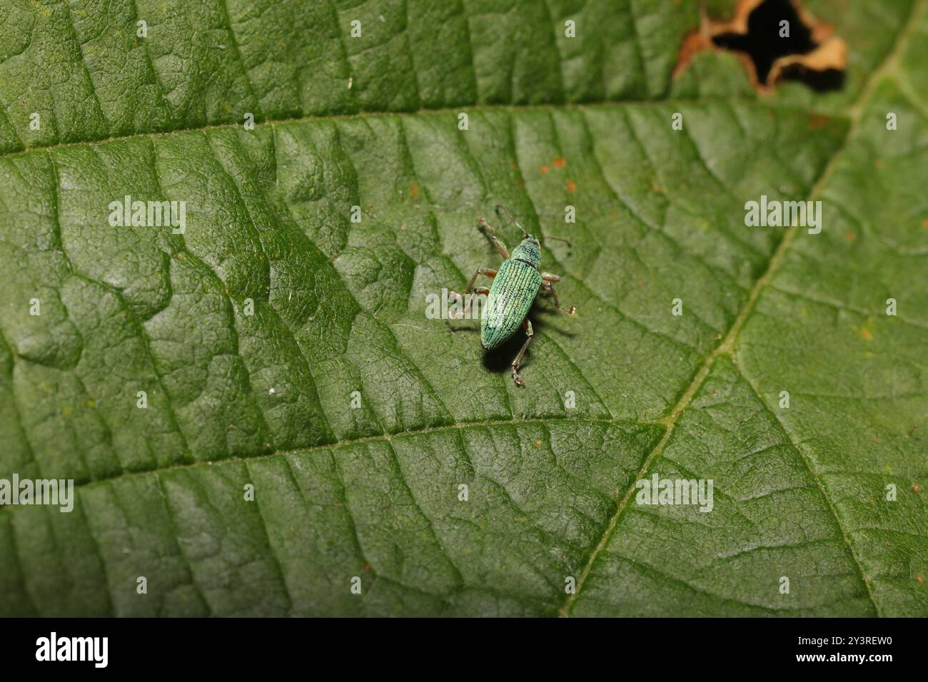 Green Immigrant Leaf Weevil (Polydrusus formosus) Insecta Stock Photo ...