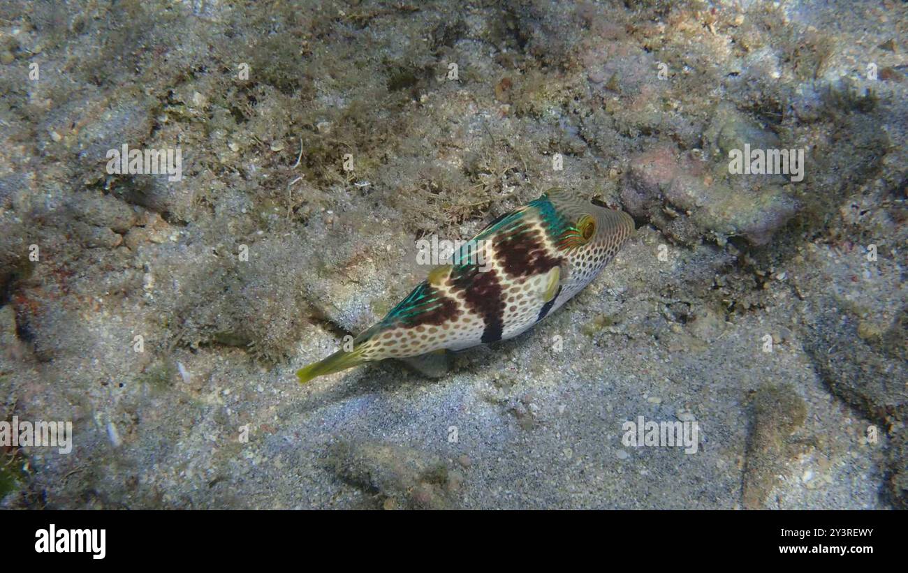 Blacksaddle Toby (Canthigaster valentini) Actinopterygii Stock Photo ...