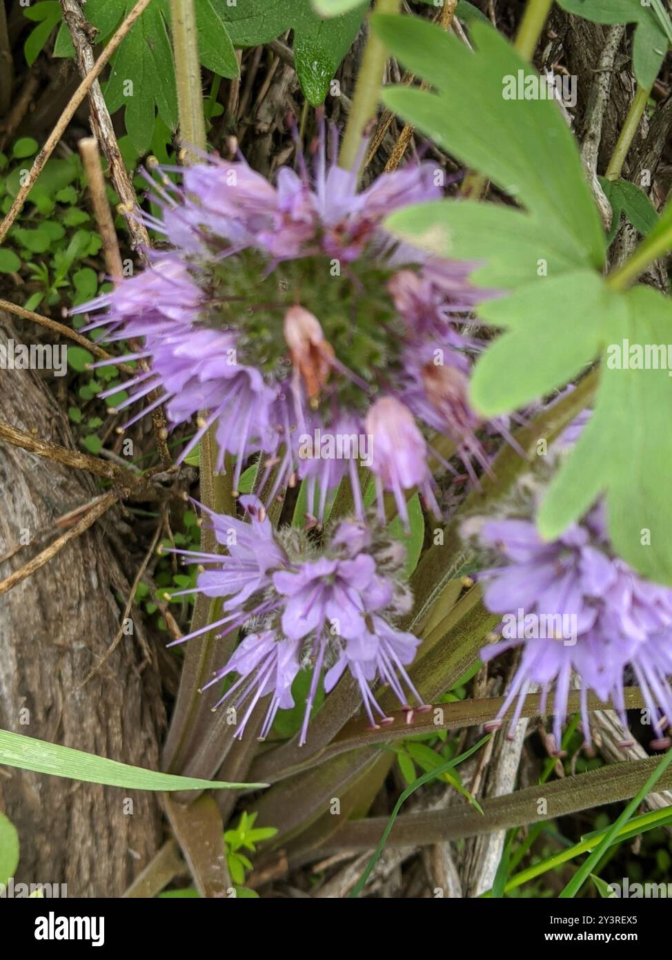 ballhead waterleaf (Hydrophyllum capitatum) Plantae Stock Photo - Alamy